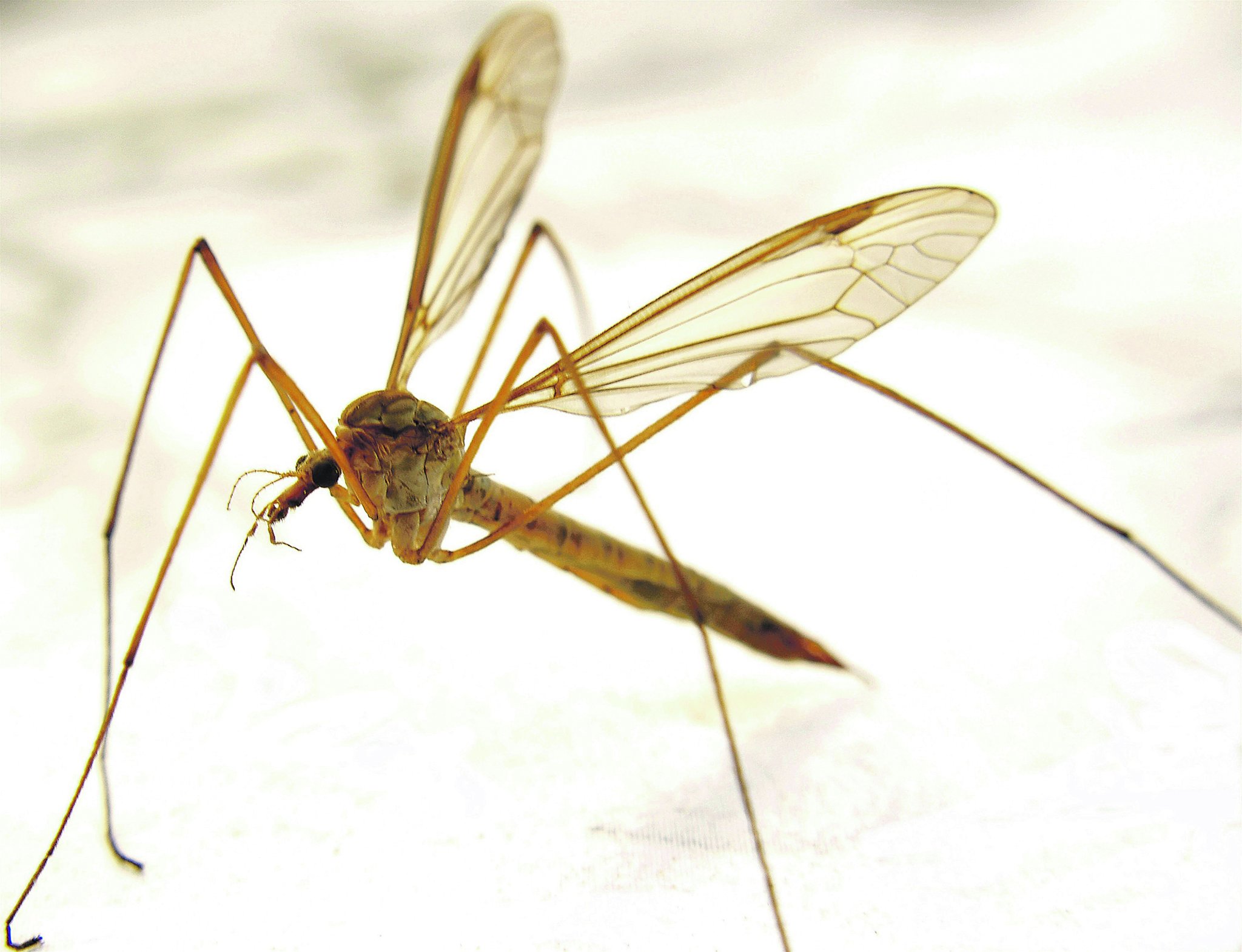 Mit Tieren leben | Teil 02: Die Gelse ist kein Schmusekater ...