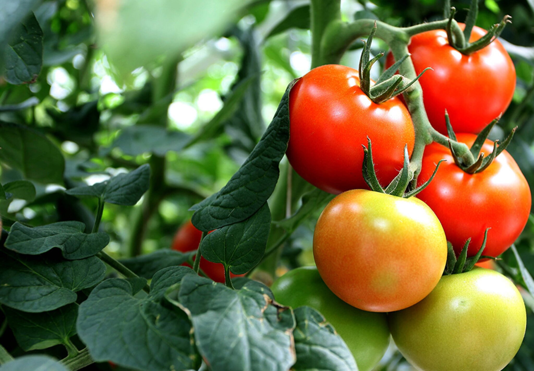 Die Tomate: Von knallrot bis tiefschwarz - Oberösterreich | KirchenZeitung